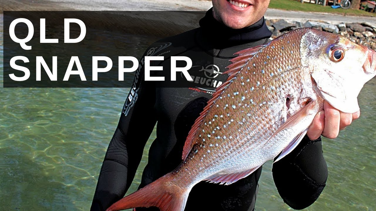 Spearfishing Gold Coast - Snapper - YouTube