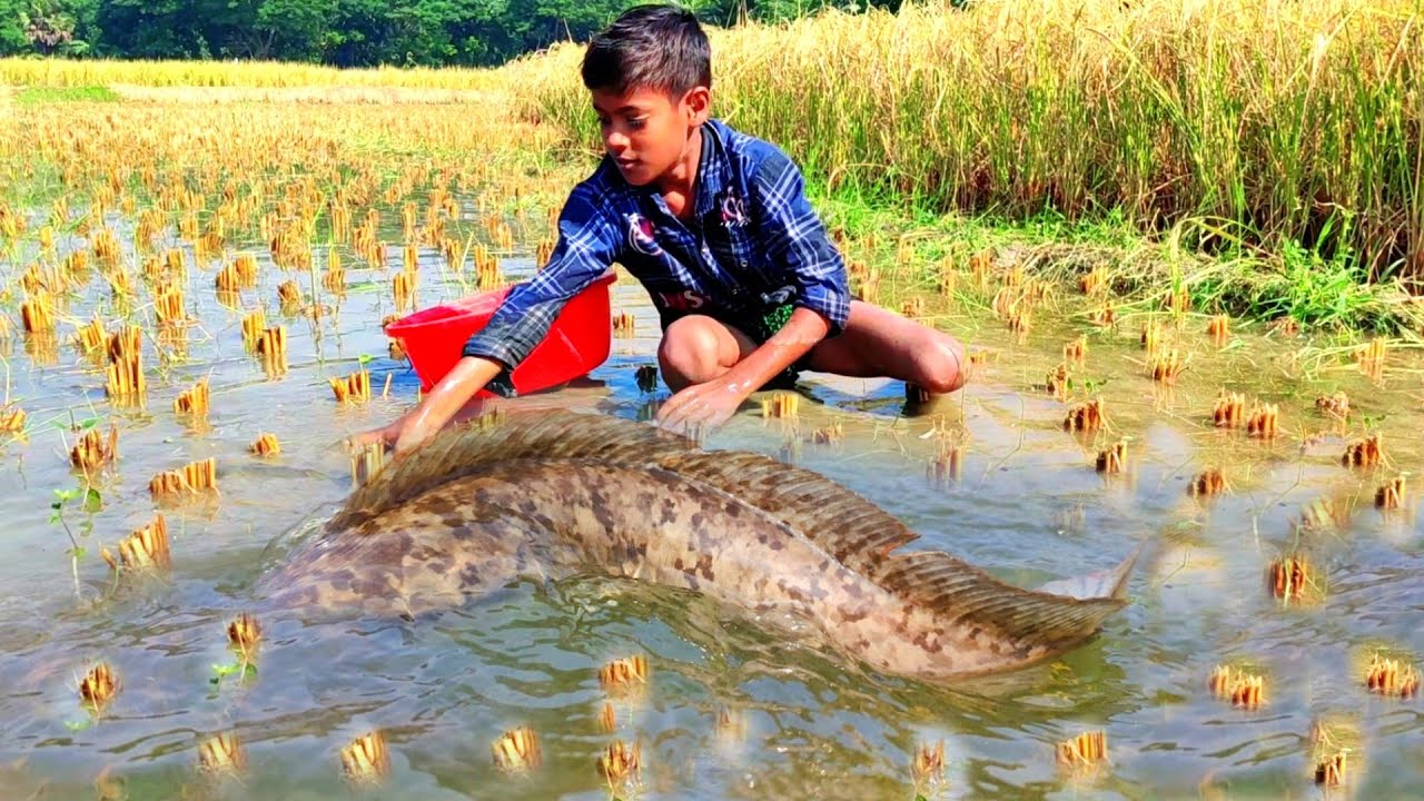 Wow Really Amazing Fishing From Paddy Field - Big Size Fish Catching By ...