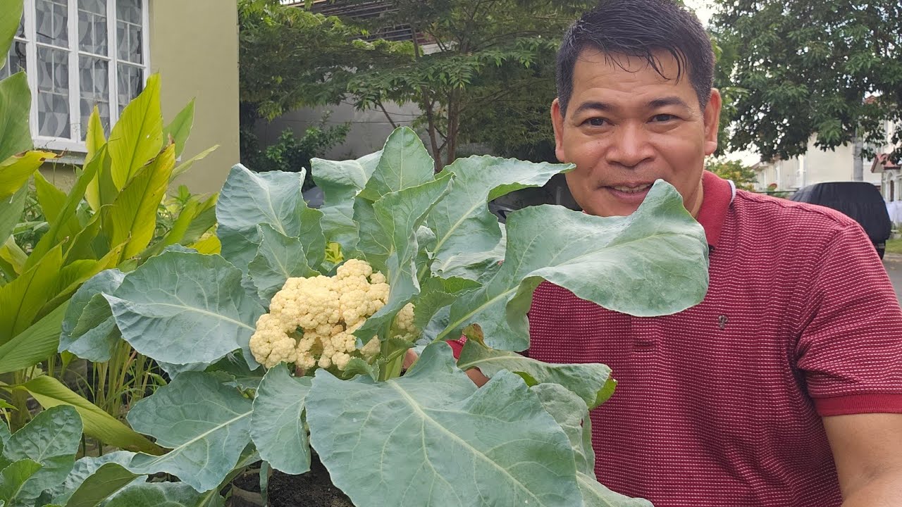 PAGDIDILIG NG CAULIFLOWER GAMIT AY LAGADERA #urbangardening #highlights ...