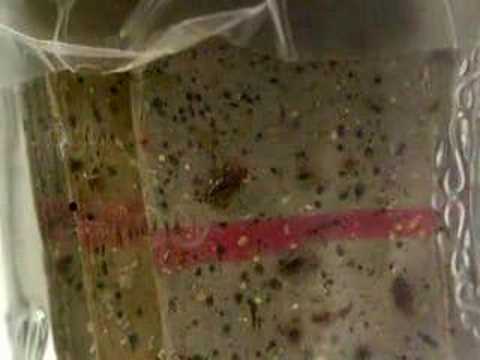 bed bug colony - YouTube