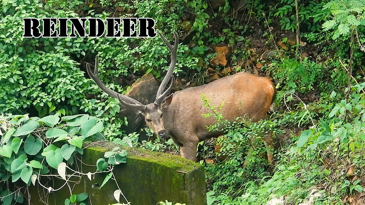 REINDEER | Scientific name: Rangifer tarandus - YouTube