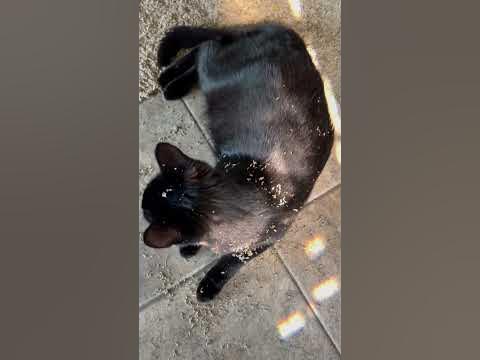 Olive rolling in catnip - YouTube