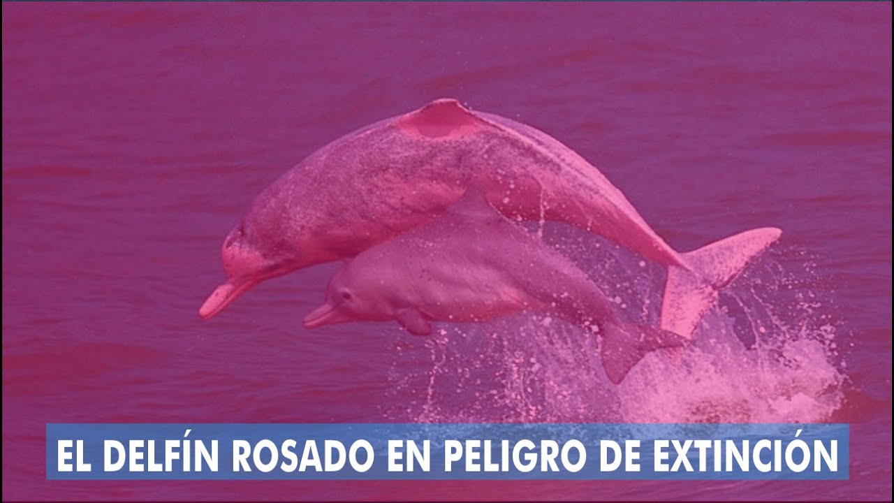 El delfín rosado del Amazonas en peligro de extinción | Contaminación ...
