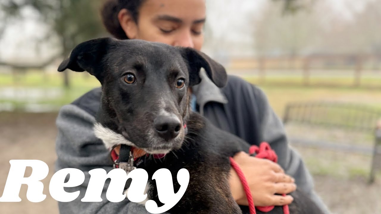 Precious rescue puppy Remy is ready for his forever home! - YouTube