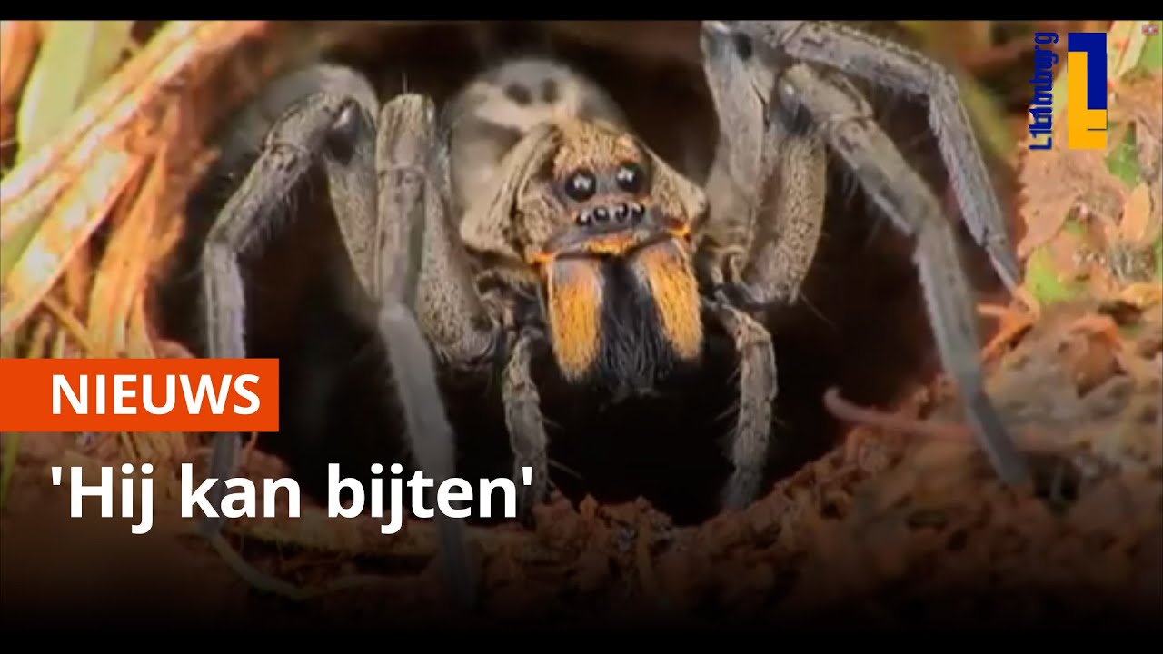 Moeten we bang zijn voor de valse wolfspin? 🕷😱 - YouTube