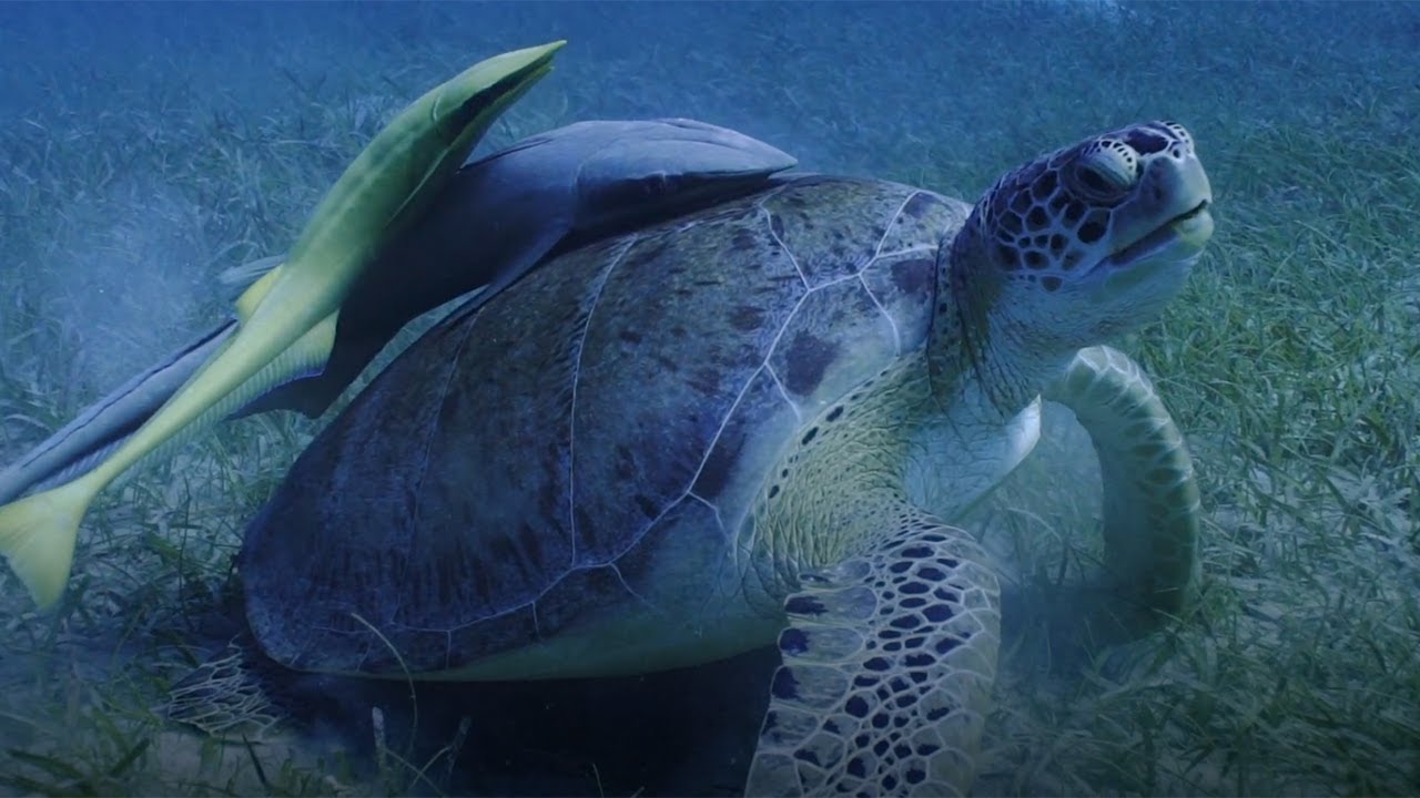 FREE DIVING WITH SEA TURTLES IN CULEBRA! - YouTube