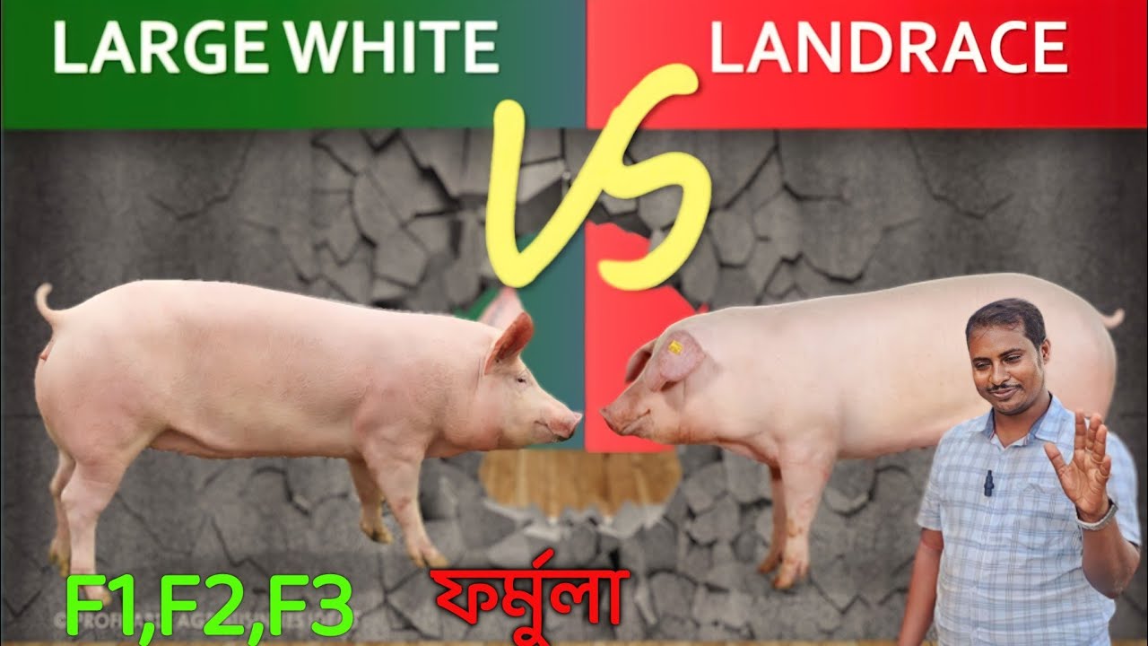 আপনার ফার্মে কি ভাবে উন্নত প্রজাতির শুকর করবেন?/pig mutation ...