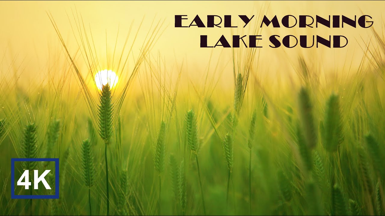 Early Morning Birds Chirping Lake Sound for Relaxing #Shorts - YouTube
