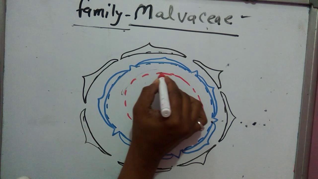 Family malvaceae part 2,monothecous anther,monodelphous stamen,epicalyx ...
