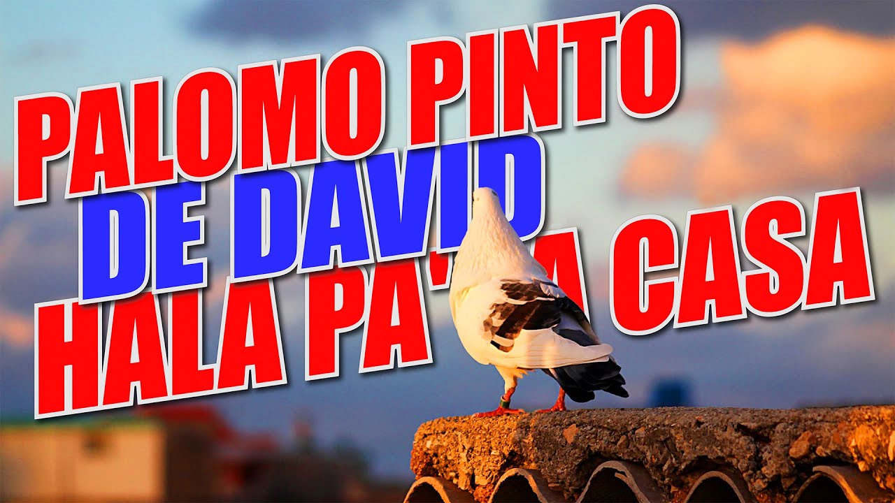 PALOMO PINTO DE DAVID HALA PA' LA CASA - YouTube