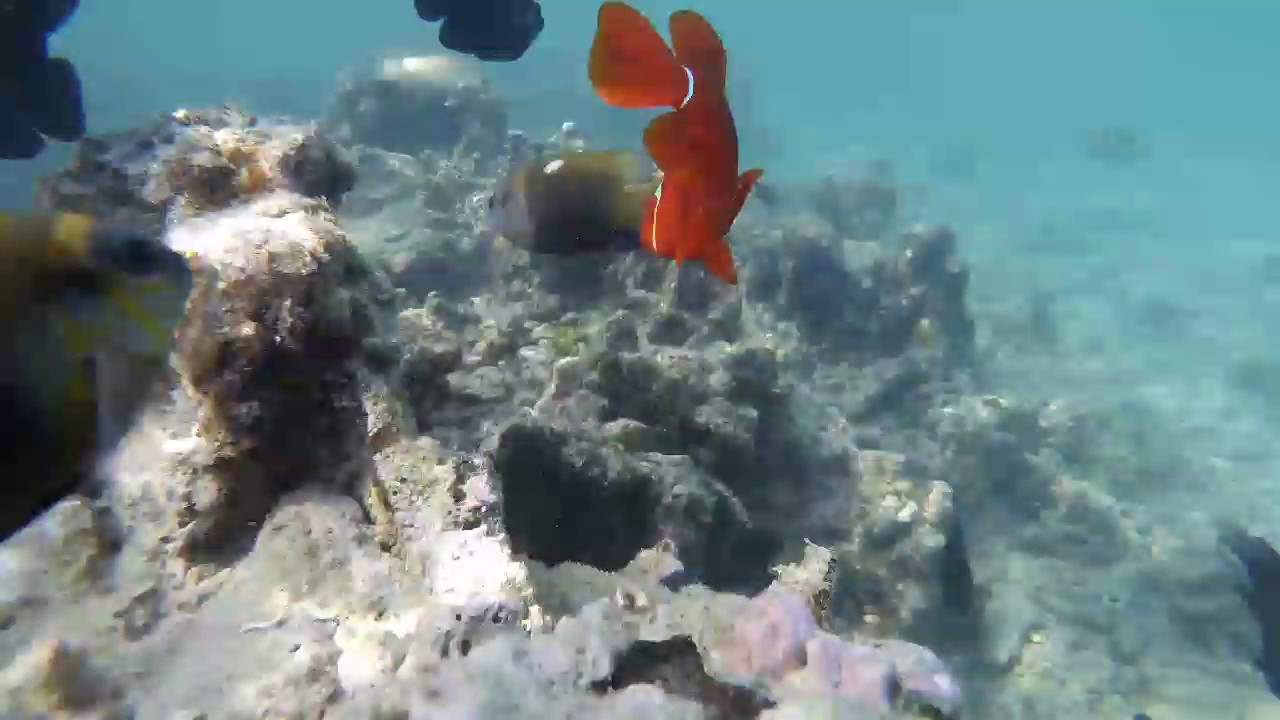 Marlin and Nemo @ pulau putri - YouTube