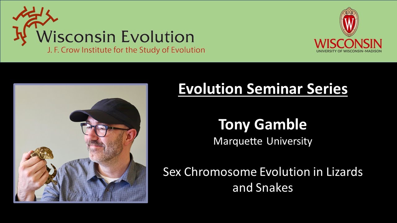 Tony Gamble: Sex Chromosome Evolution in Lizards and Snakes - YouTube