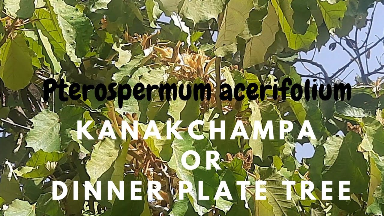 Maple-leaved Bayur tree,Kanakchampa, Pterospermum acerifolium ...
