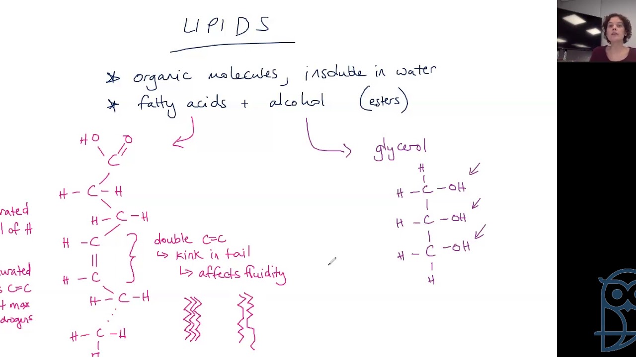 Live Lesson: AS Biology - Lipids - YouTube