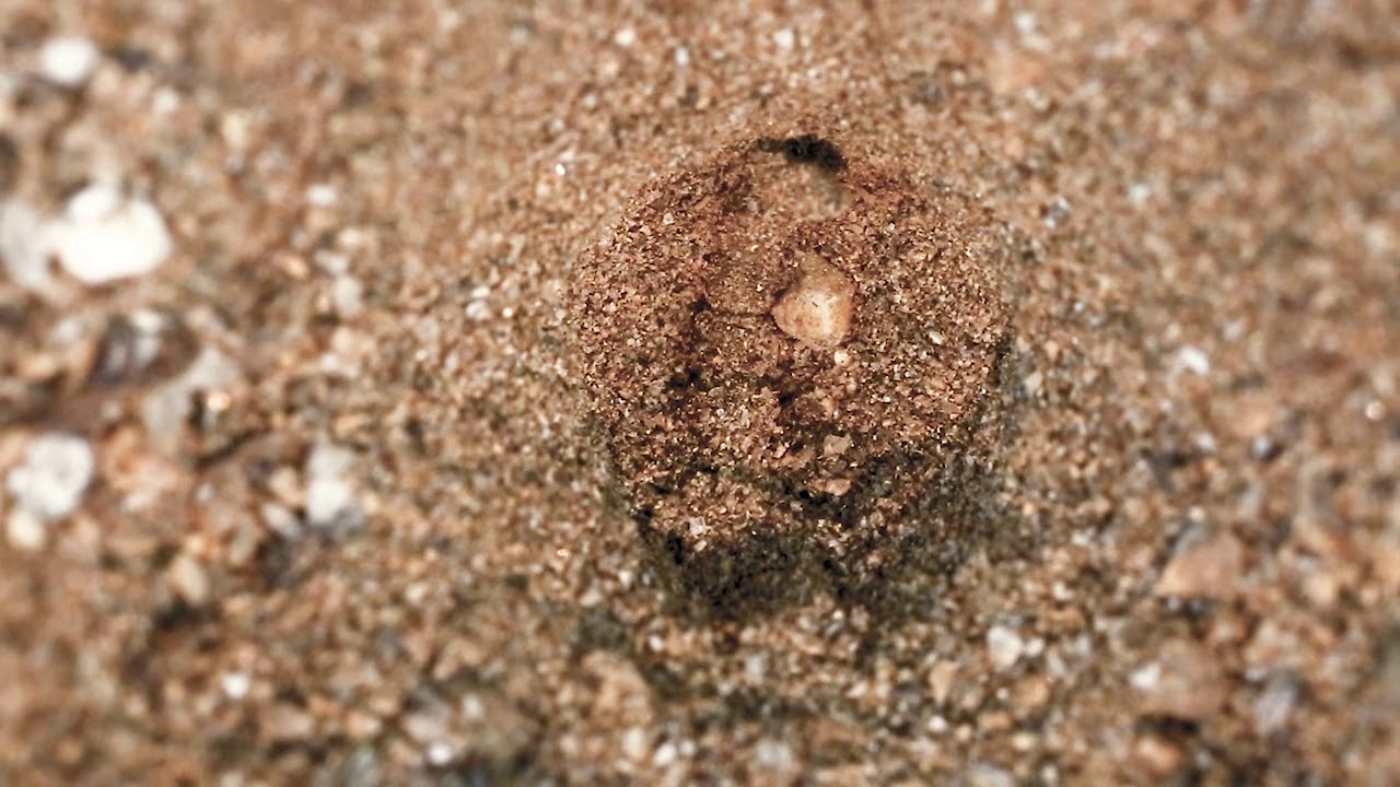 Wormlion larvae (Vermileo sp.) - YouTube