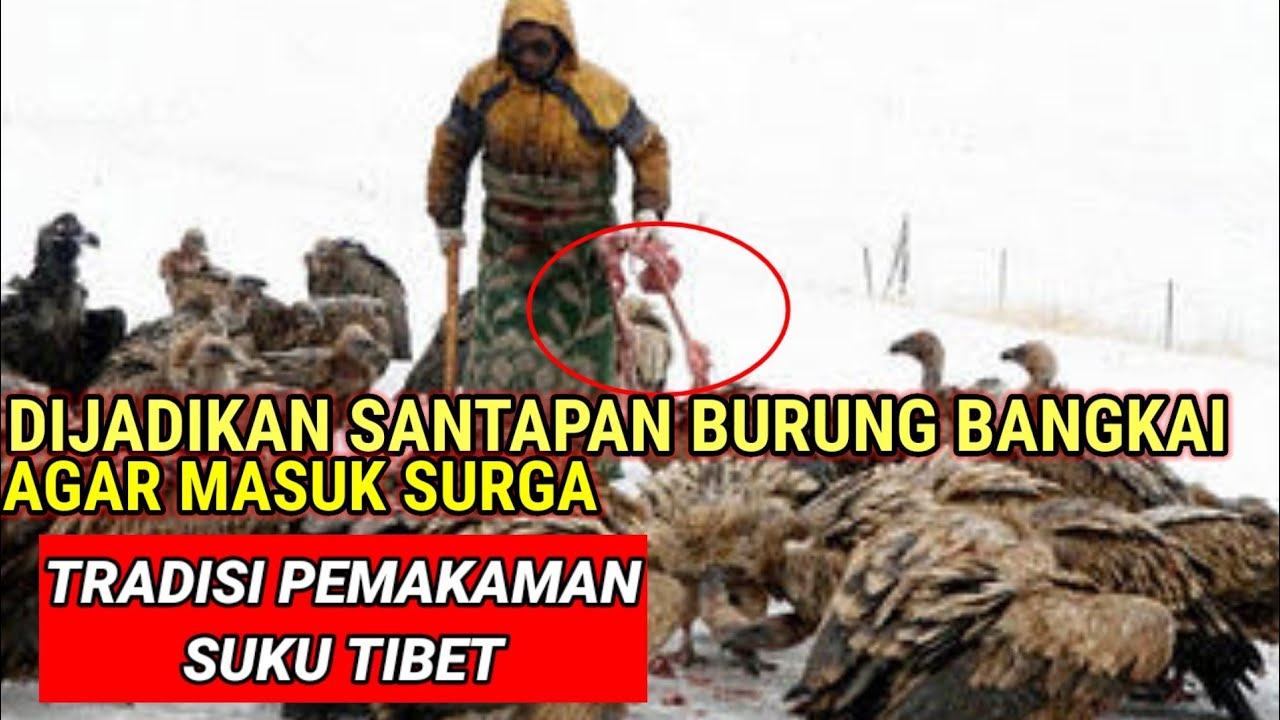 Sad1sss !! Dijadikan Makanan Burung Bangkai Agar Bisa Masuk Surga ...