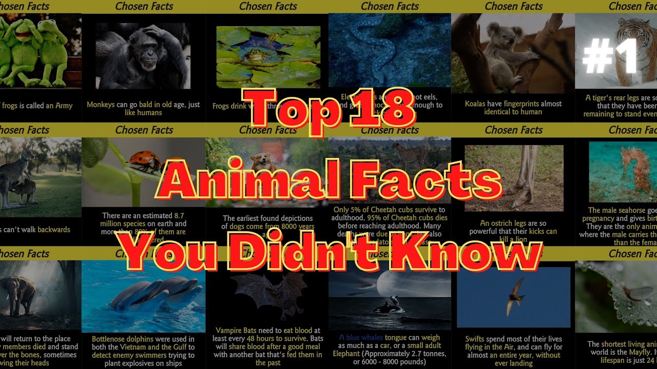 Top 18 Amazing Animal Facts you didn't know #1 | Animal Facts video ...