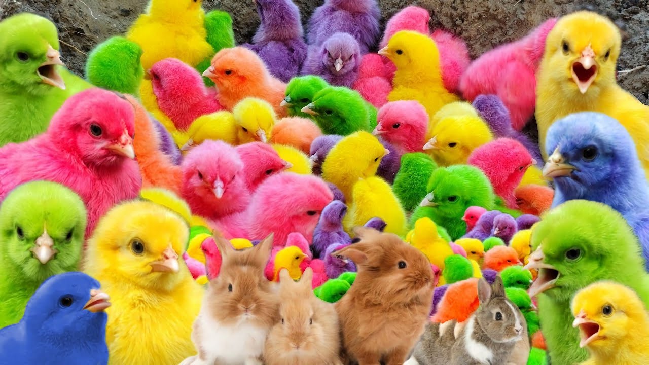 Catch Cute Chickens, Colourful chickens, Rainbow Chicken, Rabbits, Cute ...