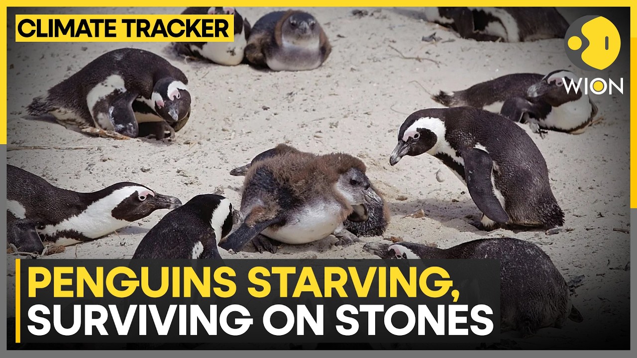 Penguins Starving Toward Extinction as Food Scarcity Devastates South ...
