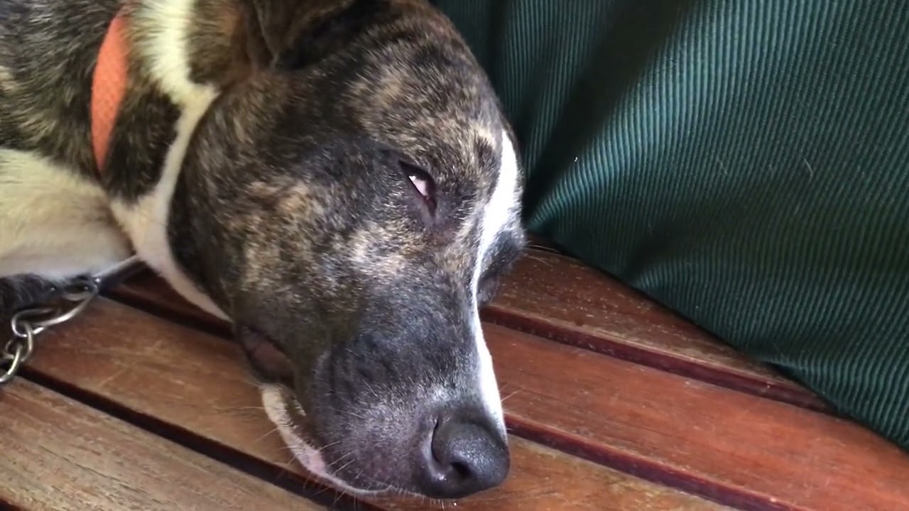 Rapid Eye Movement REM from our sleeping dog - YouTube