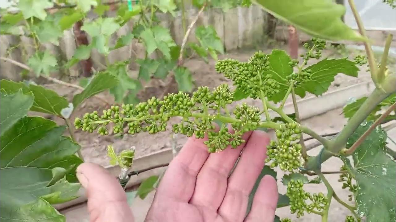 Виноград на Волині. З першим цвітом! - YouTube