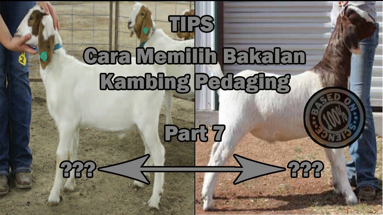 Part 7 Cara Memilih Bakalan Kambing Pedaging || Biar Makin Untung ‼️ ...