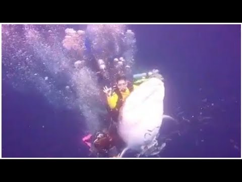 Viral di Twitter, Penyelam Tunggangi Hiu Paus di Teluk Cenderawasih Papua, Menteri Susi: Tidak Boleh