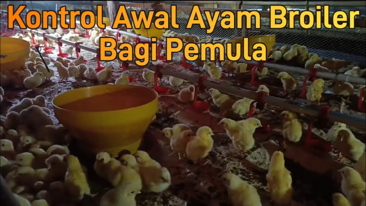 Brooding Management Ayam Broiler Bagi Pemula - YouTube