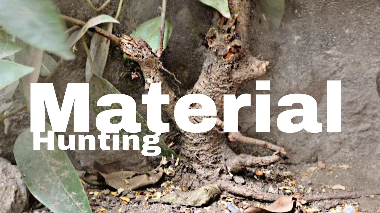 Bonsai Hunting | Ficus Amplissima | Part - 7 - YouTube