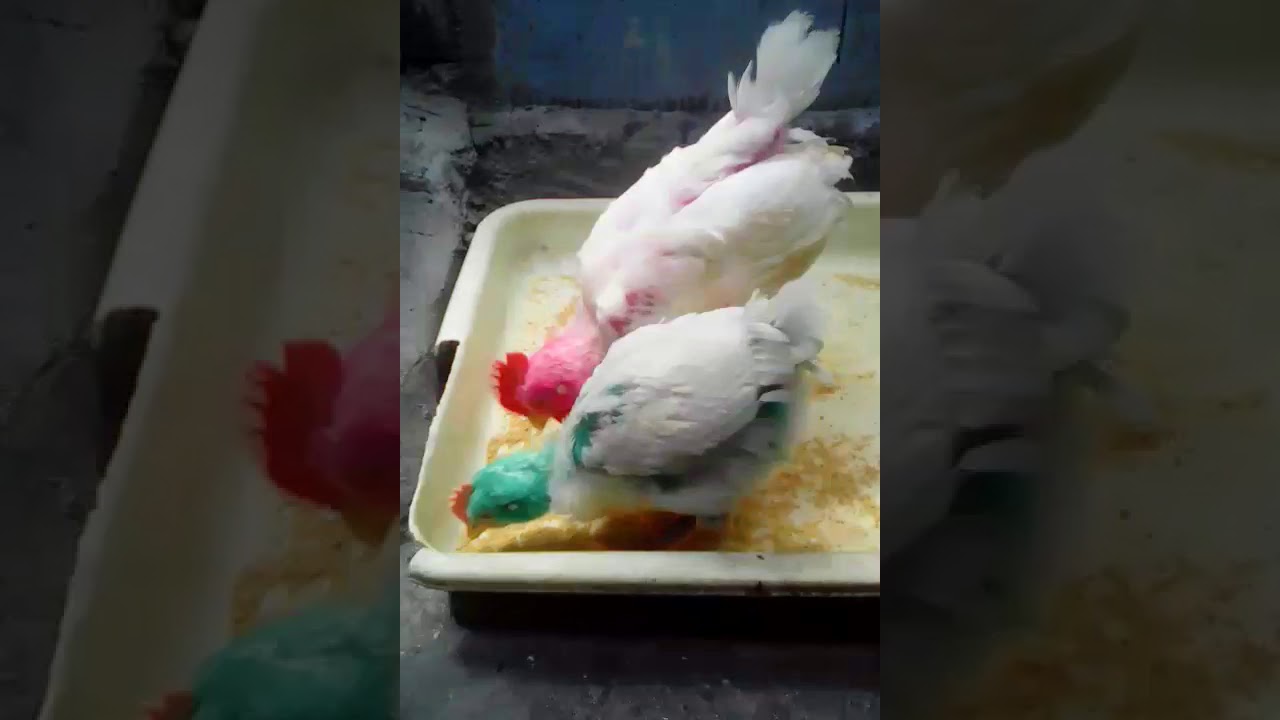 the baby sisiw - YouTube