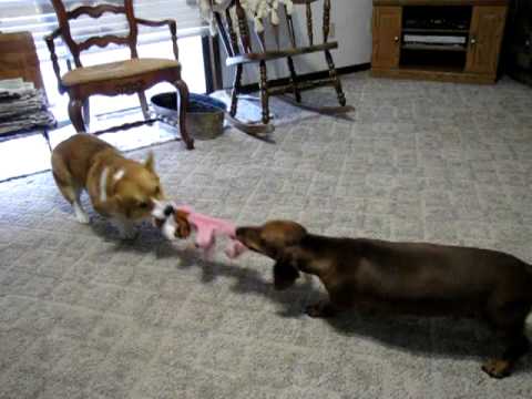 Rosco the Weiner Dog and Shorty the Corgi - YouTube