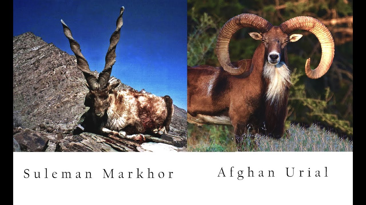 Pakistan’s National Animal ‘Sulaiman Markhor’ & 'Afghan Urial' - YouTube