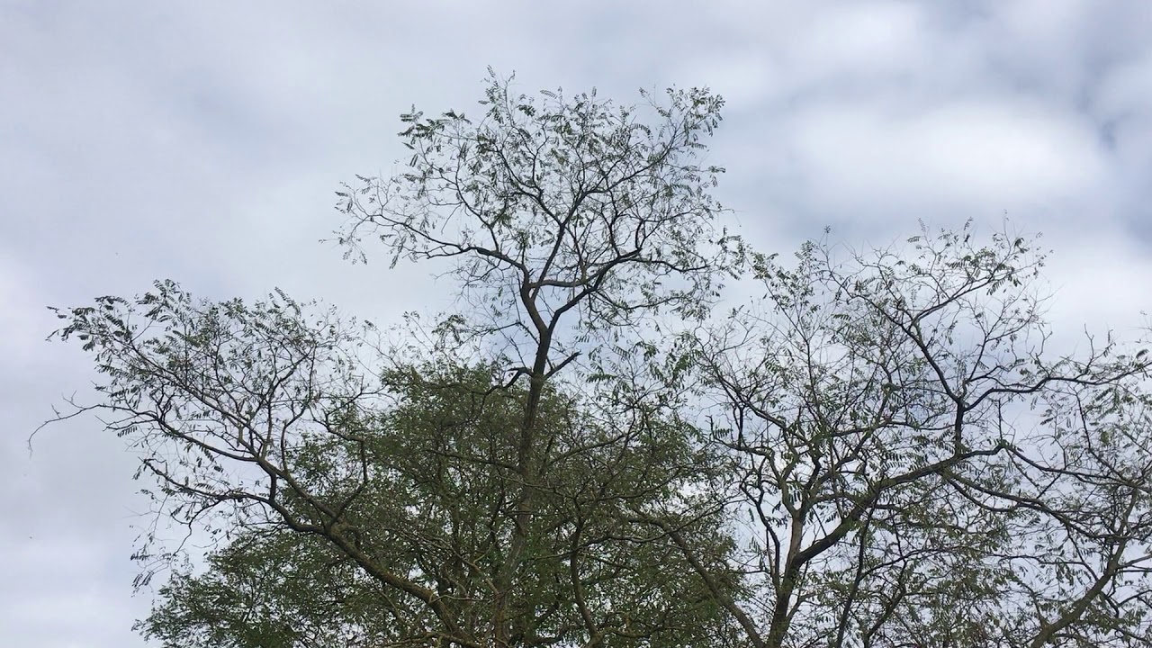 Black locust - crown - November 2019 - YouTube