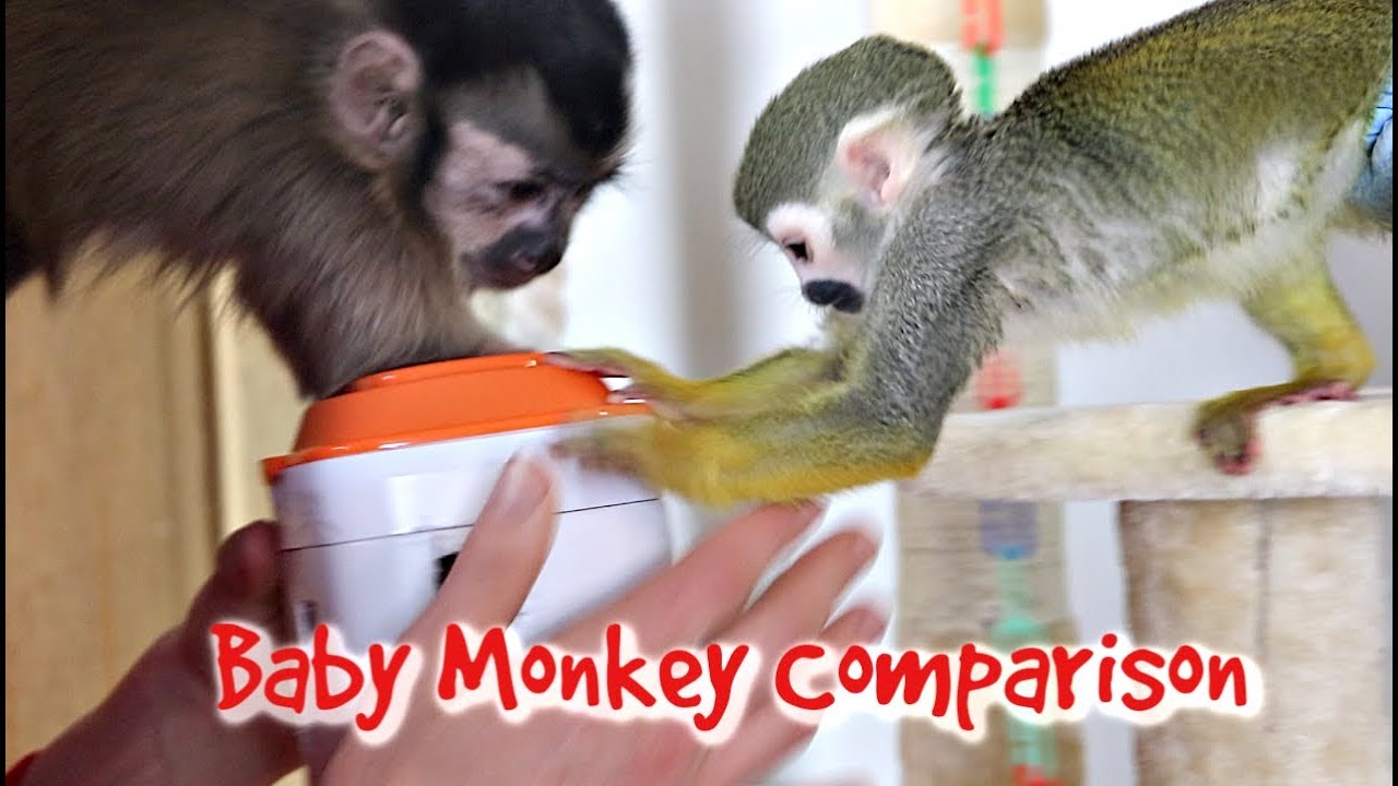 Baby Capuchin Monkey VS Baby Squirrel Monkey COMPARISON #MonkeyBooCrew - YouTube