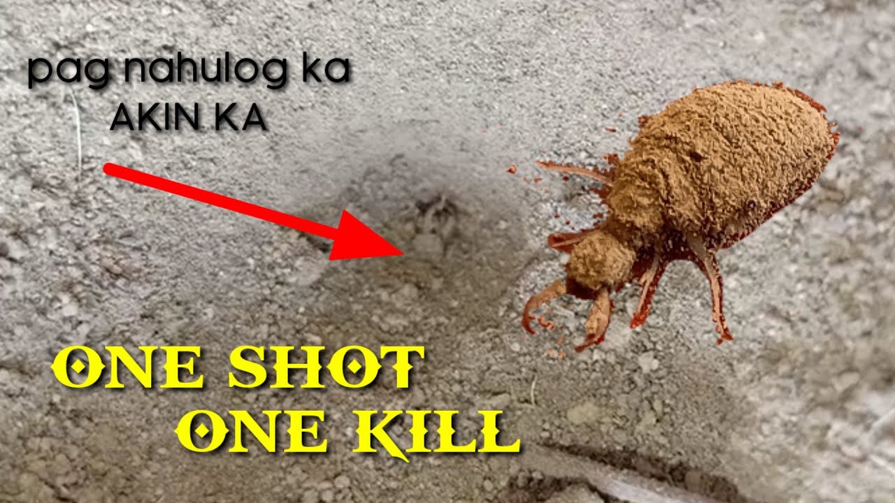 Paano biniktima ng kurukya ang pagkain nila para mabuhay - YouTube