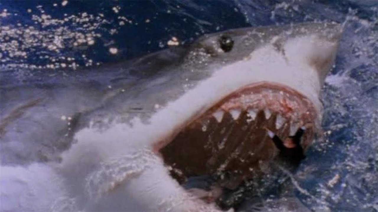Movie Look Back | Shark Attack 3: Megalodon (2002) - YouTube