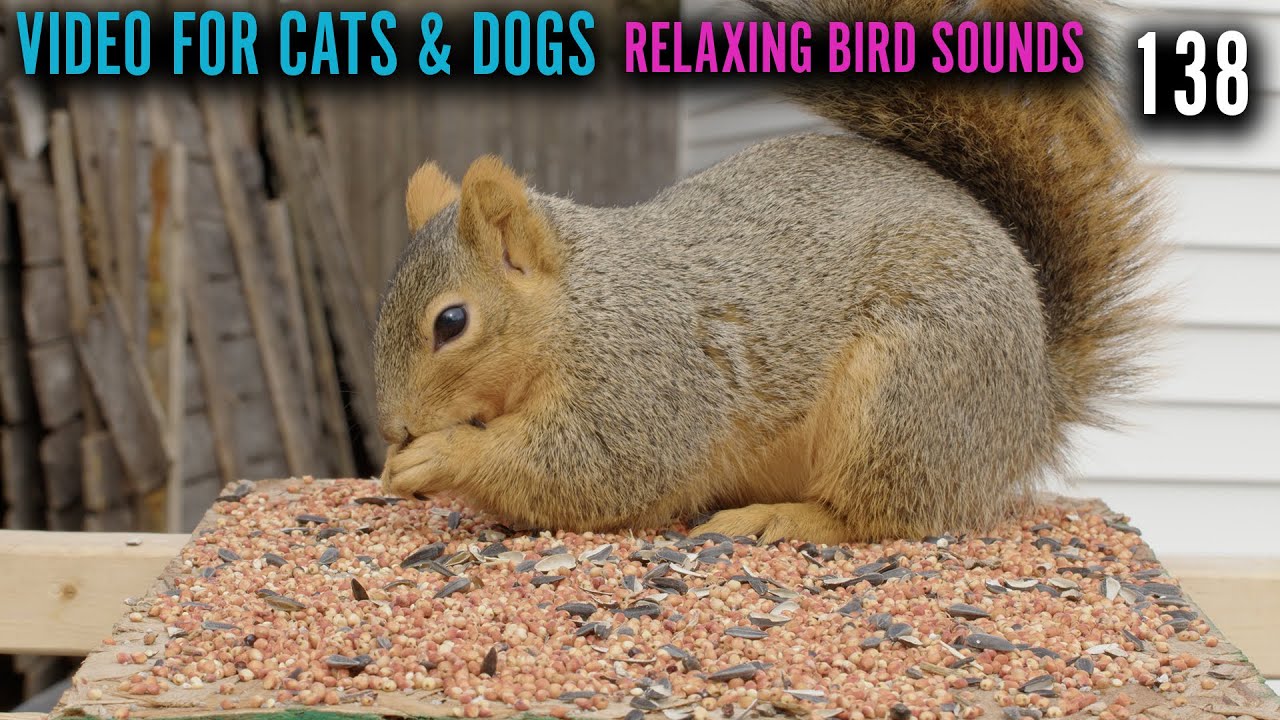 Squirrel Runs Past Camera A Bunch - Spy Squirrel - 4K Wildlife - 138 - YouTube
