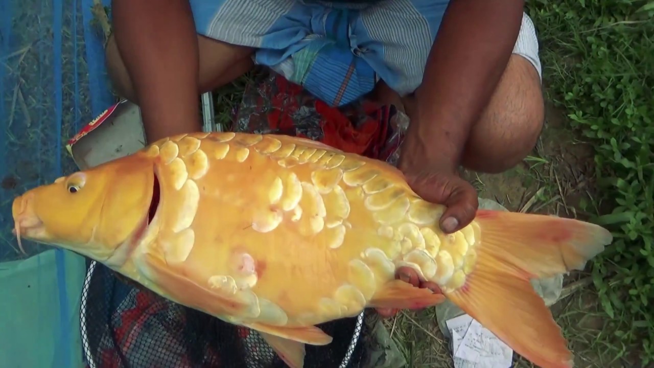 Big Mirror Carp Fishing Videos By Fish Watching - YouTube