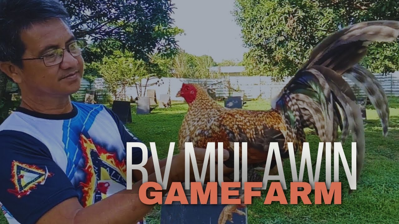 RV MULAWIN GAMEFARM BALIWAG BULACAN - YouTube