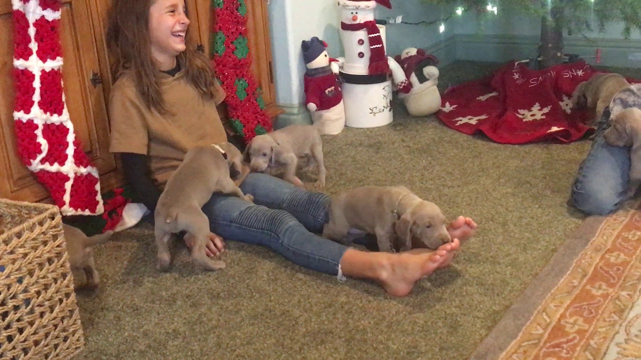 PuppyFinder.com : The 6 girls - YouTube