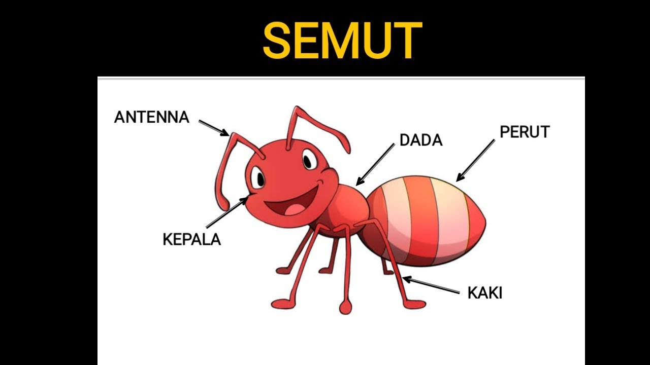 Video Pembelajaran - Semut - YouTube