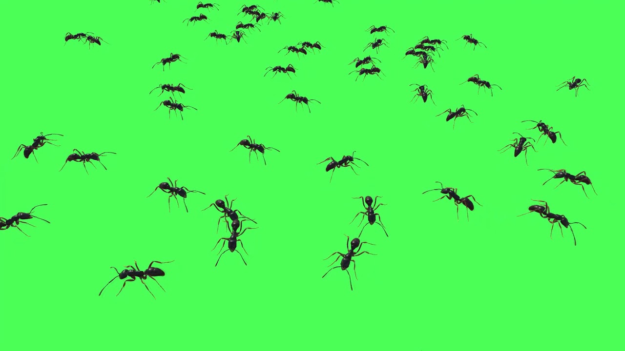Green Screen Clips Black Ants 3D Animation - YouTube