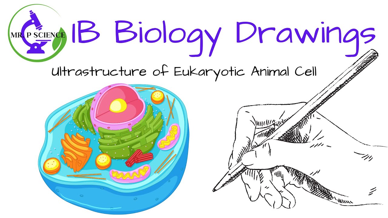Drawing an Animal Cell - YouTube