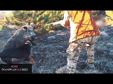 BERBURU BABI HUTAN LIAR - YouTube