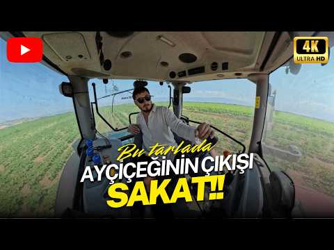 Ayçiçeğinde Karıklı Gübreleme Mantıklı mı? | Verimi İçin Gübre Şart Mı? 🌻🚜