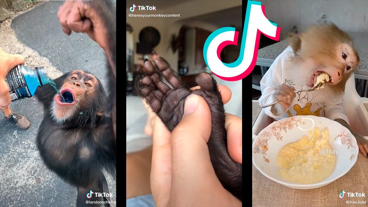 Tik Tok de Monos Graciosos #2 | Funny Monkeys 🐵😂 - YouTube