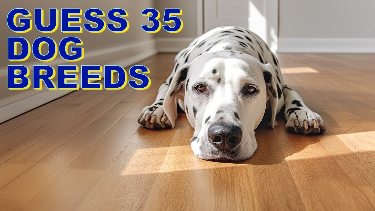 Guess the Dog Breeds Quiz | 35 dogs! Do you know them all? - YouTube