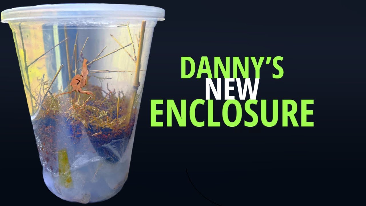 How to Set Up Your Own Ghost Mantis Enclosure! - YouTube