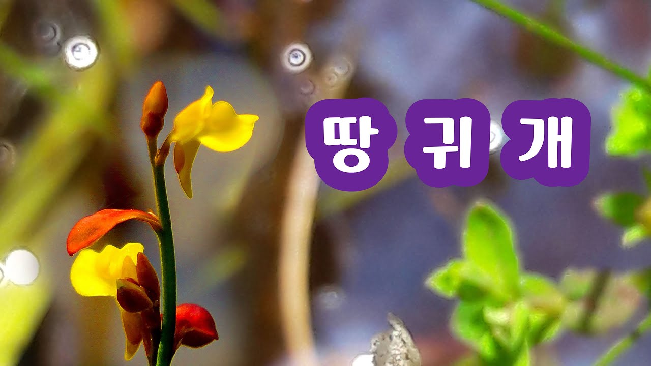 땅귀개 야생화의신비 161편 꽃말 파리의 눈물 Youtube