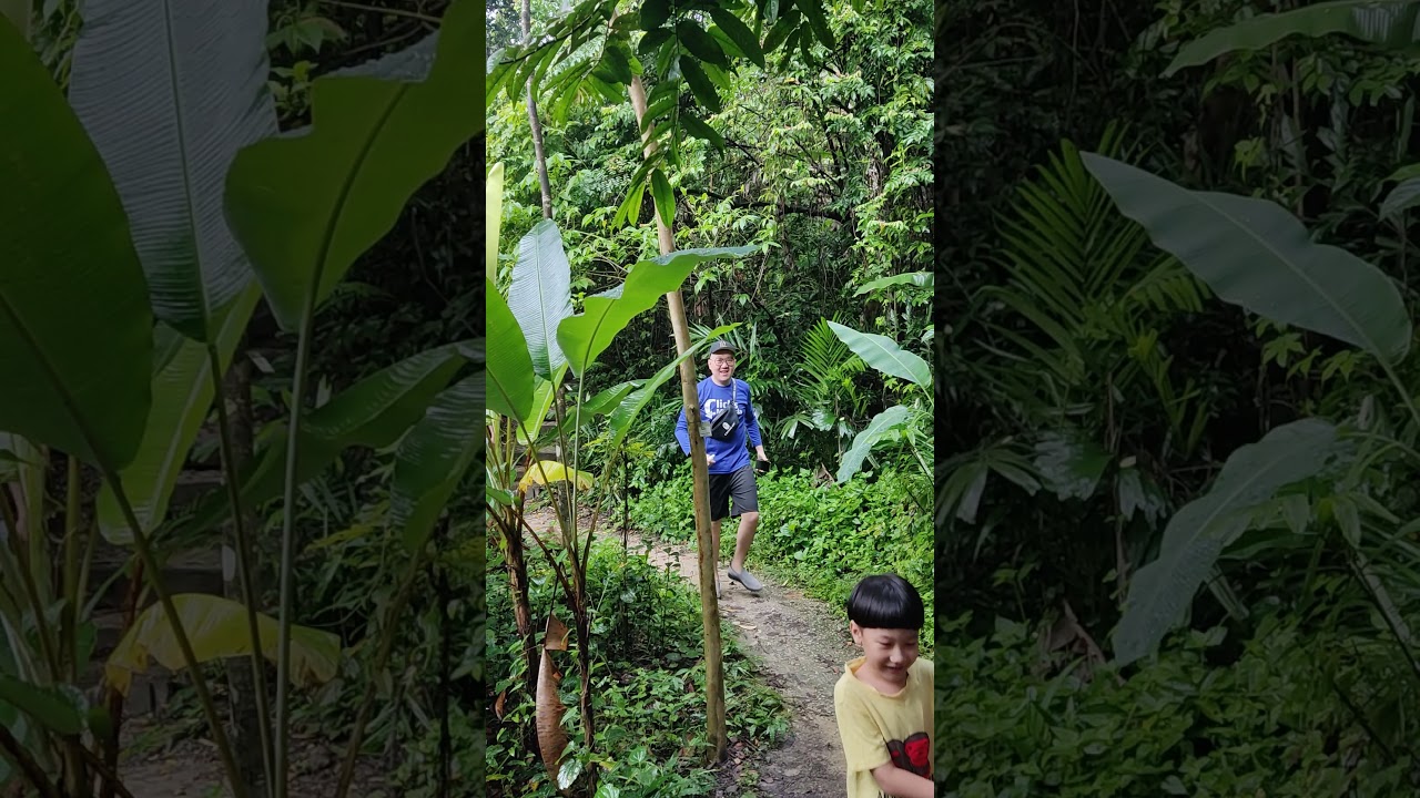 Walking in jungle - YouTube